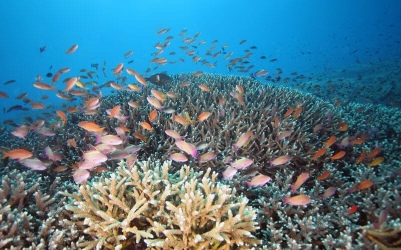 Nurkowanie Zanzibar, przewodnik nurkowy - Godive | Nurkuj z Pasją